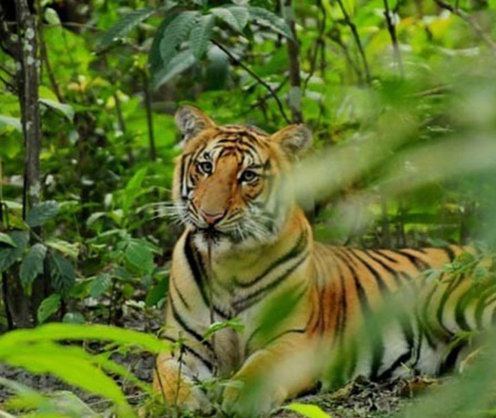 Wildlife Safari Nepal - Tailor Made Jungle Safaris and Tour Packages